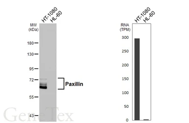 Anti-Paxillin antibody [HL4819] (GTX644831) | GeneTex