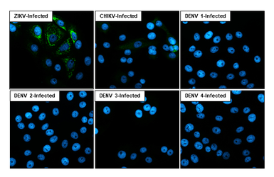 Anti-Zika virus NS1 protein antibody [HL4920] (GTX644993) | GeneTex
