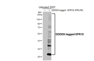 Anti-GPR10 antibody [HL5202] (GTX645454) | GeneTex
