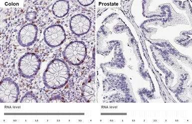 Anti-CD7 antibody [HL5248] (GTX645504) | GeneTex