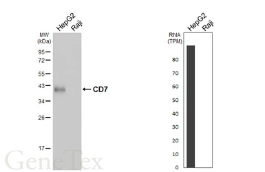 Anti-CD7 antibody [HL5248] (GTX645504) | GeneTex