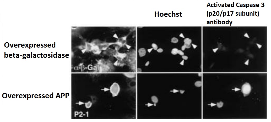 Anti-Caspase 3 antibody (GTX00752) | GeneTex