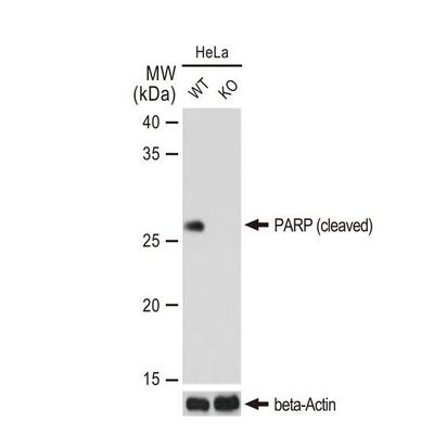 Anti-PARP (cleaved) antibody [GT1181] (GTX00943) | GeneTex