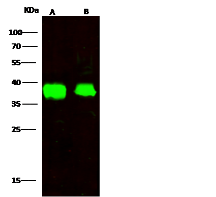 Anti-FDPS antibody [005] (GTX02002) | GeneTex