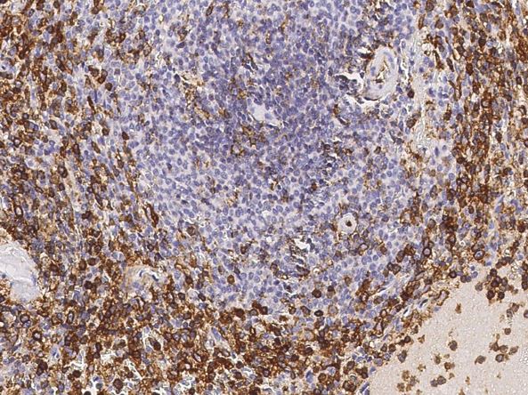 Anti-CD162 antibody [07] (GTX02075) | GeneTex