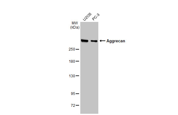 Anti-Aggrecan antibody [GT1267] (GTX03179) | GeneTex