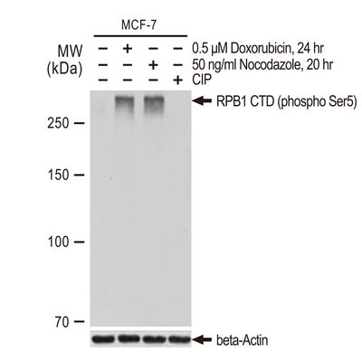Anti-RPB1 CTD (phospho Ser5) antibody [GT1303] (GTX03215) | GeneTex
