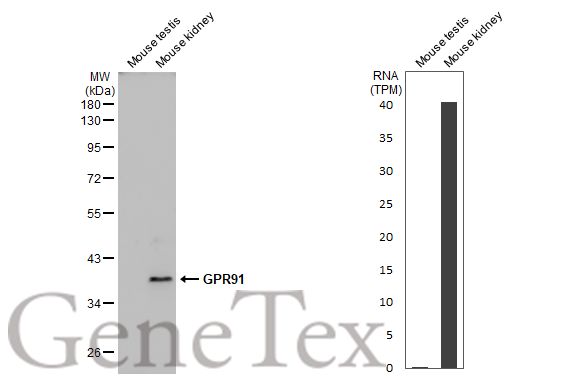 Anti-GPR91 antibody [N2N3] (GTX100170) | GeneTex