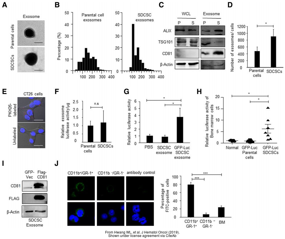 Anti-CD81 antibody (GTX101766) | GeneTex
