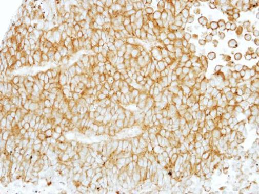 Anti-F4/80 antibody [C2C3], C-term (GTX101895) | GeneTex