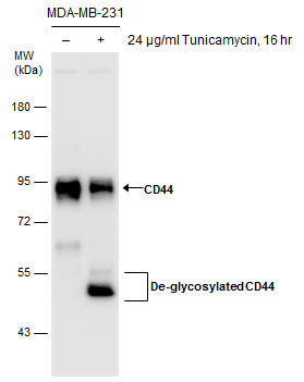 Anti-CD44 antibody (GTX102111) | GeneTex