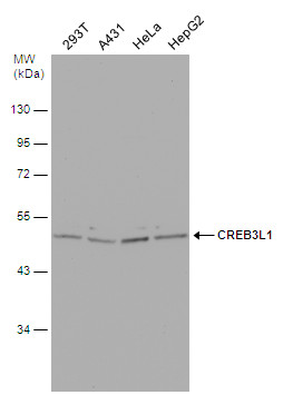 Anti-CREB3L1 antibody [C3], C-term (GTX104818) | GeneTex