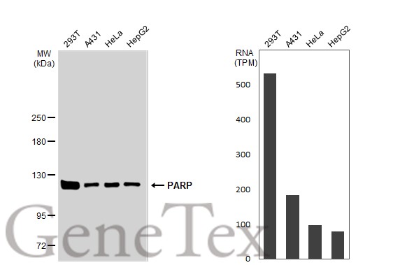 Anti-PARP antibody [N1N2], N-term (GTX112839) | GeneTex