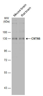 Anti-CNTN5 antibody [C1C3] (GTX121400) | GeneTex