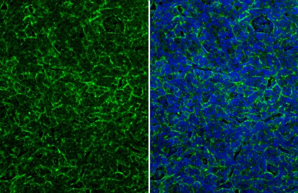 Anti-CD90 antibody (GTX130072) | GeneTex
