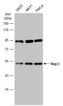 Anti-Rag C antibody (GTX133562) | GeneTex