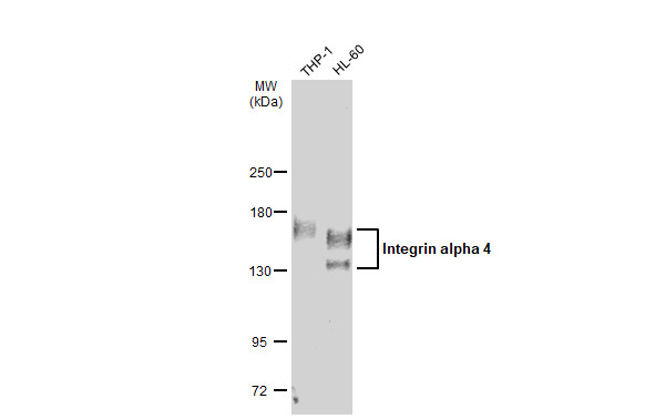 Anti-Integrin alpha 4 antibody (GTX133643) | GeneTex