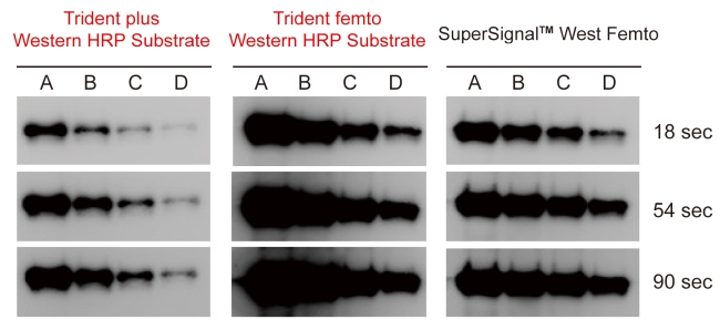 Trident femto Western HRP Substrate (GTX14698) | GeneTex