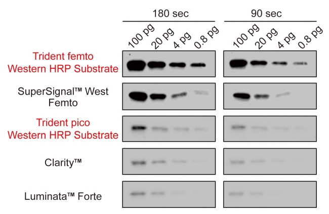 Trident femto Western HRP Substrate (GTX14698) | GeneTex