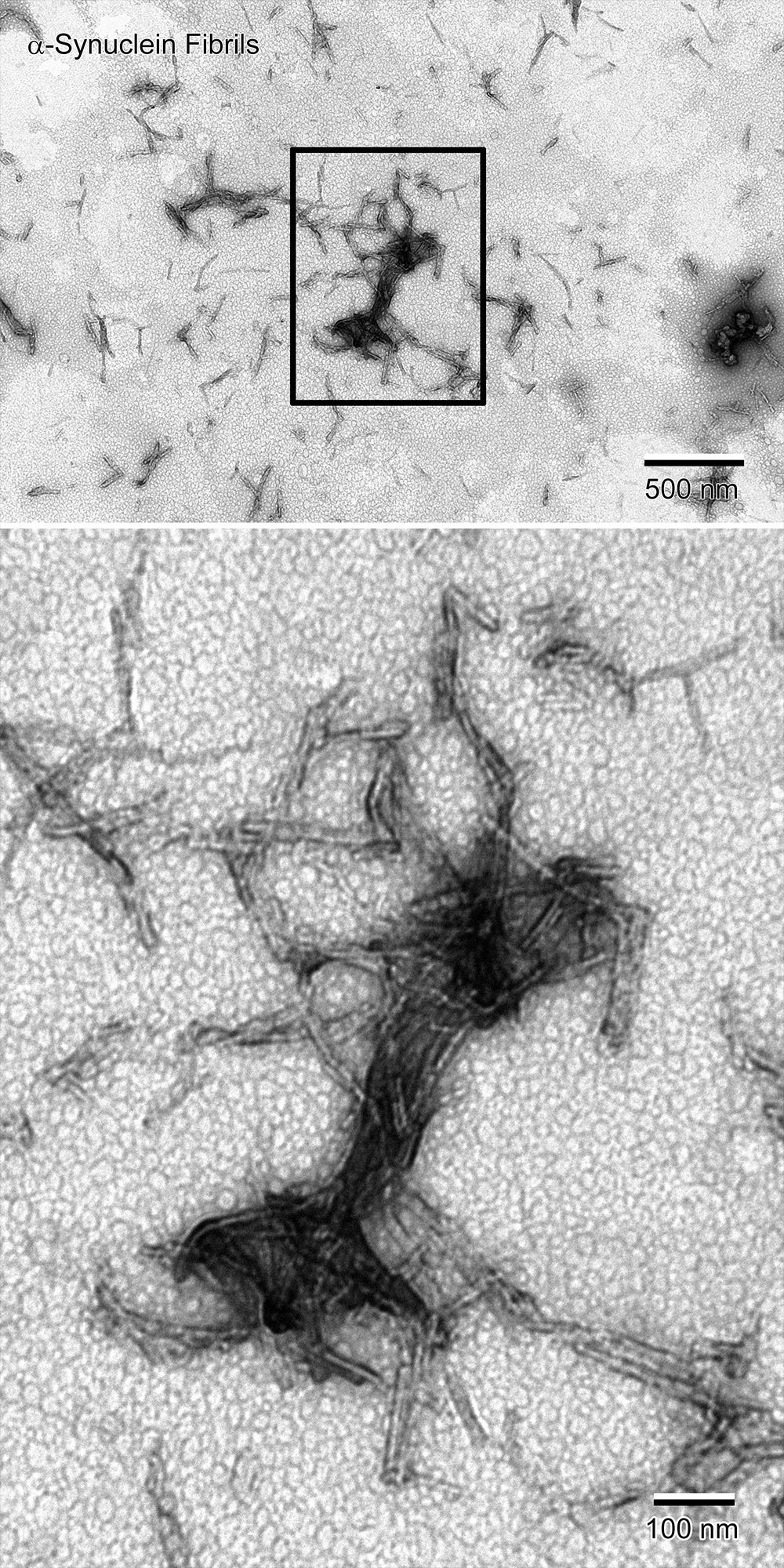 Human alpha Synuclein protein (active, Pre-Formed Fibrils) (GTX17669-pro) | GeneTex
