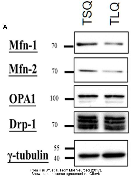 Anti-OPA1 antibody (GTX48589) | GeneTex