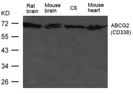Anti-ABCG2 antibody (GTX50793) | GeneTex