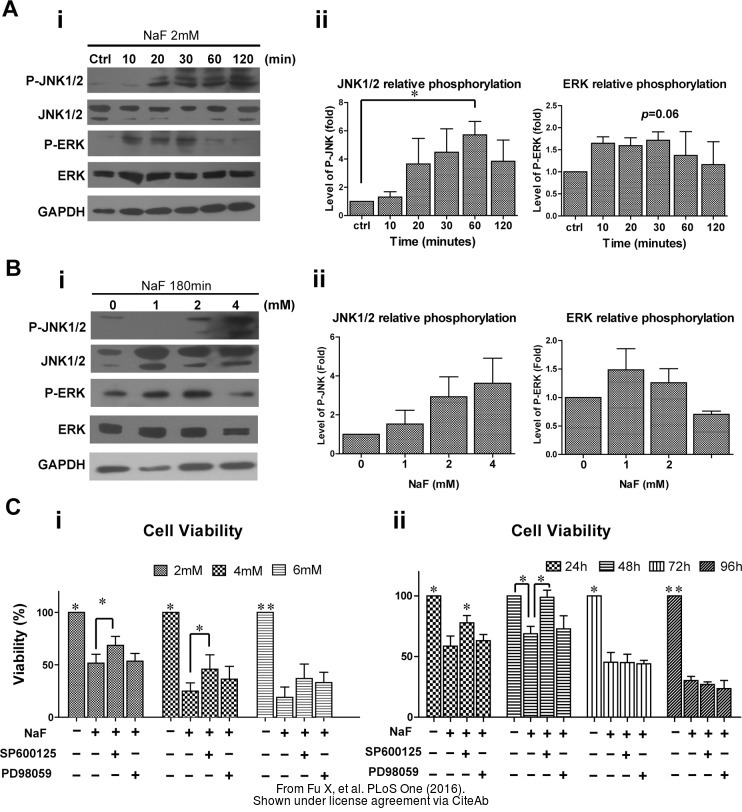 Anti-ERK1/2 antibody (GTX59618) | GeneTex