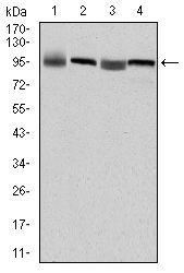 Anti-eEF2 antibody [5B6] (GTX60421) | GeneTex