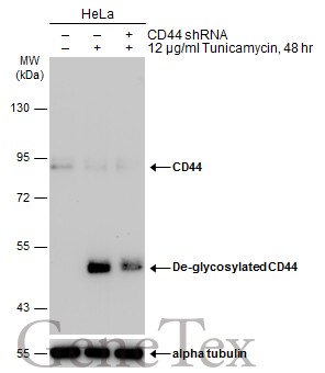 Anti-CD44 antibody [GT462] (GTX628895) | GeneTex
