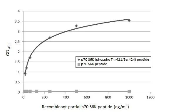 Anti-p70 S6K (phospho Thr421/Ser424) antibody [HL129 Anti-p70 S6K (phospho Thr421/Ser424) antibody [HL129