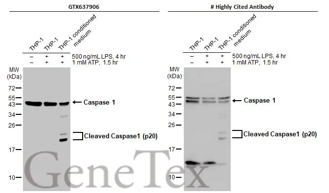 Anti-Caspase 1 antibody [HL2005] (GTX637906) | GeneTex