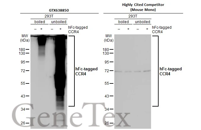 Anti-CCR4 antibody [HL2492] (GTX638850) | GeneTex