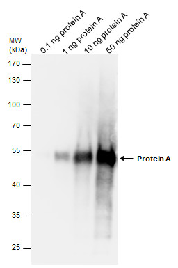 Anti-Protein A antibody (HRP) (GTX77595) | GeneTex