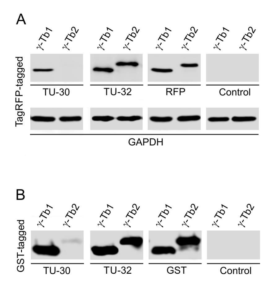 Anti-gamma Tubulin antibody [TU-32] (GTX79860) | GeneTex
