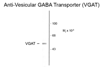 Anti-VGAT antibody (GTX82566) | GeneTex
