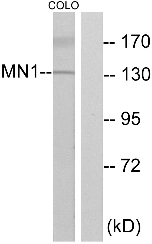 Anti-MN1 antibody (GTX87328) | GeneTex
