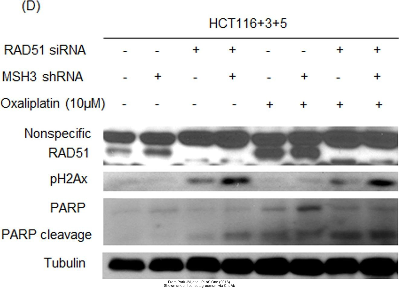 Anti-Rad51 antibody [N1C2] (GTX100469) | GeneTex