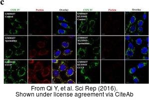 Anti-COX4 antibody (GTX101499) | GeneTex