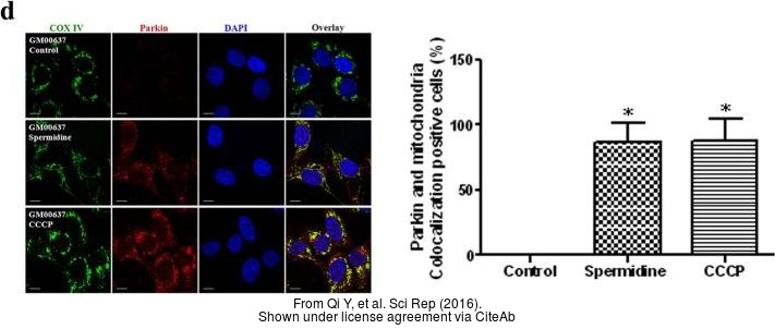 Anti-COX4 antibody (GTX101499) | GeneTex