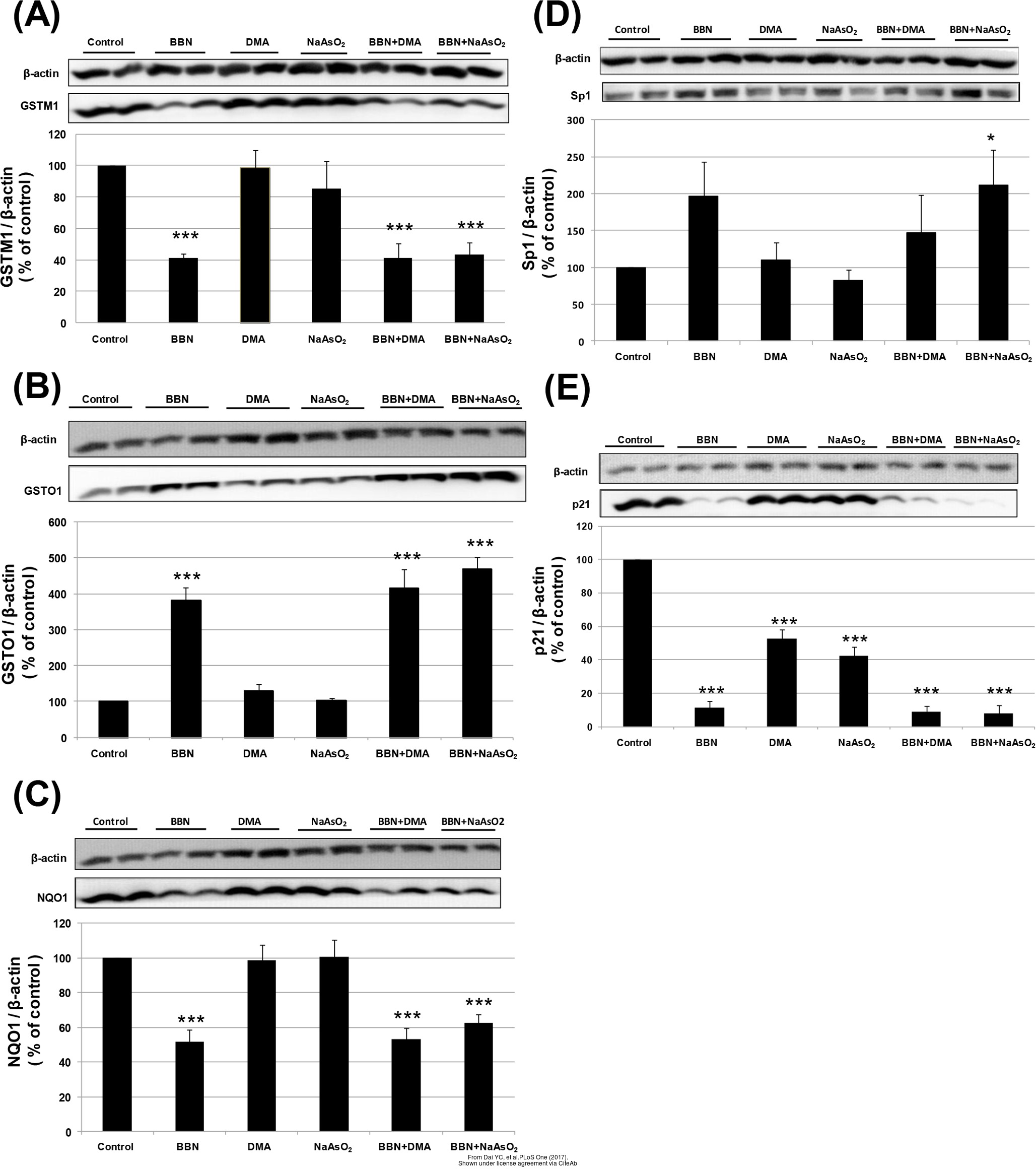 Anti-beta Actin antibody (GTX109639) | GeneTex