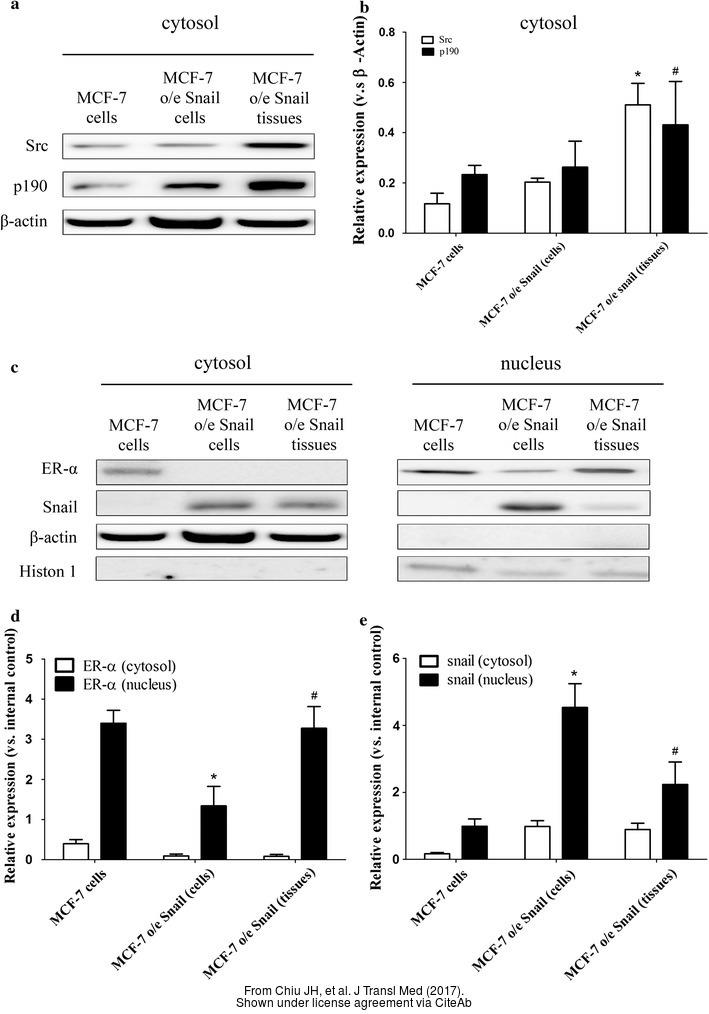 Anti-beta Actin antibody (GTX109639) | GeneTex