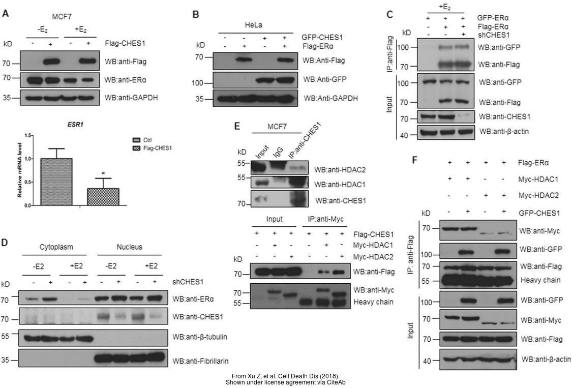 Anti-GFP antibody (GTX113617) | GeneTex