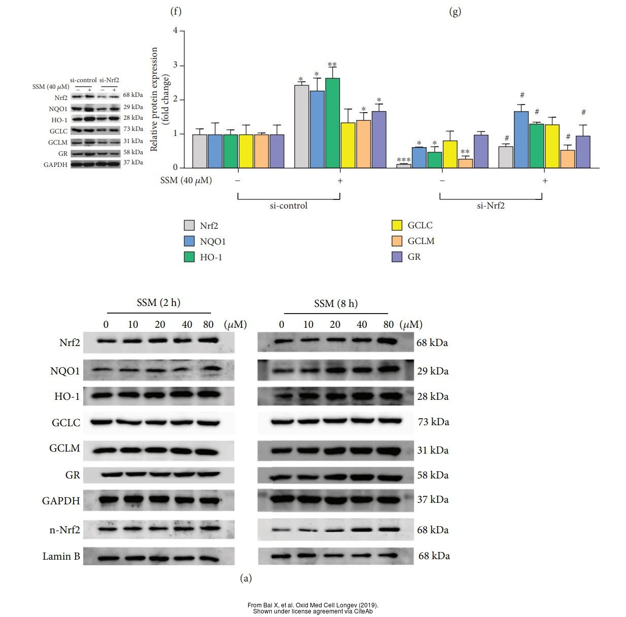 Anti-Glutathione Reductase antibody [N2C2], Internal (GTX114199) | GeneTex