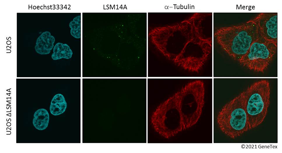 Anti-LSM14A antibody (GTX120187) | GeneTex