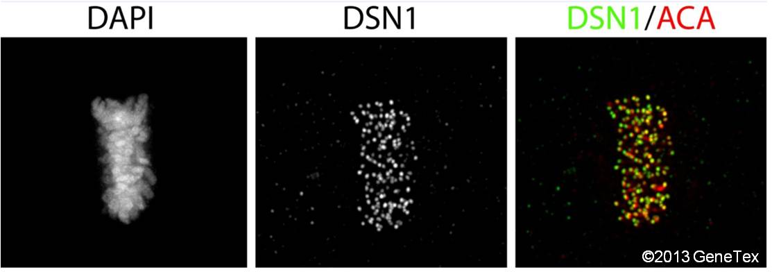 Anti-DSN1 antibody [N3C3] (GTX120402) | GeneTex