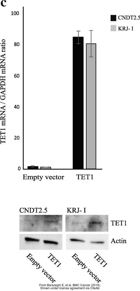 Anti-TET1 antibody [N3C1] (GTX124207) | GeneTex