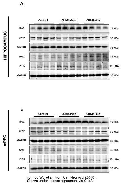 Anti-iNOS antibody (GTX130246) | GeneTex