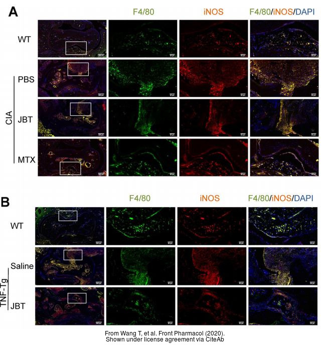 Anti-F4/80 antibody [CI:A3-1] (GTX26640) | GeneTex