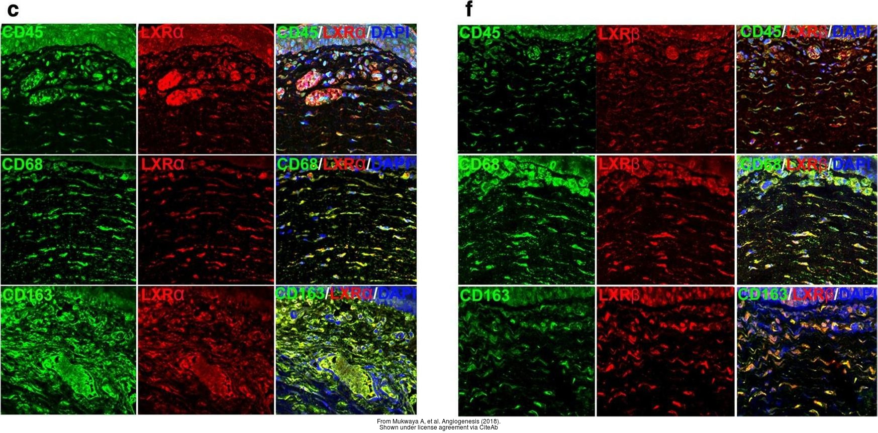 Anti-CD68 antibody [ED1] (GTX41868) | GeneTex