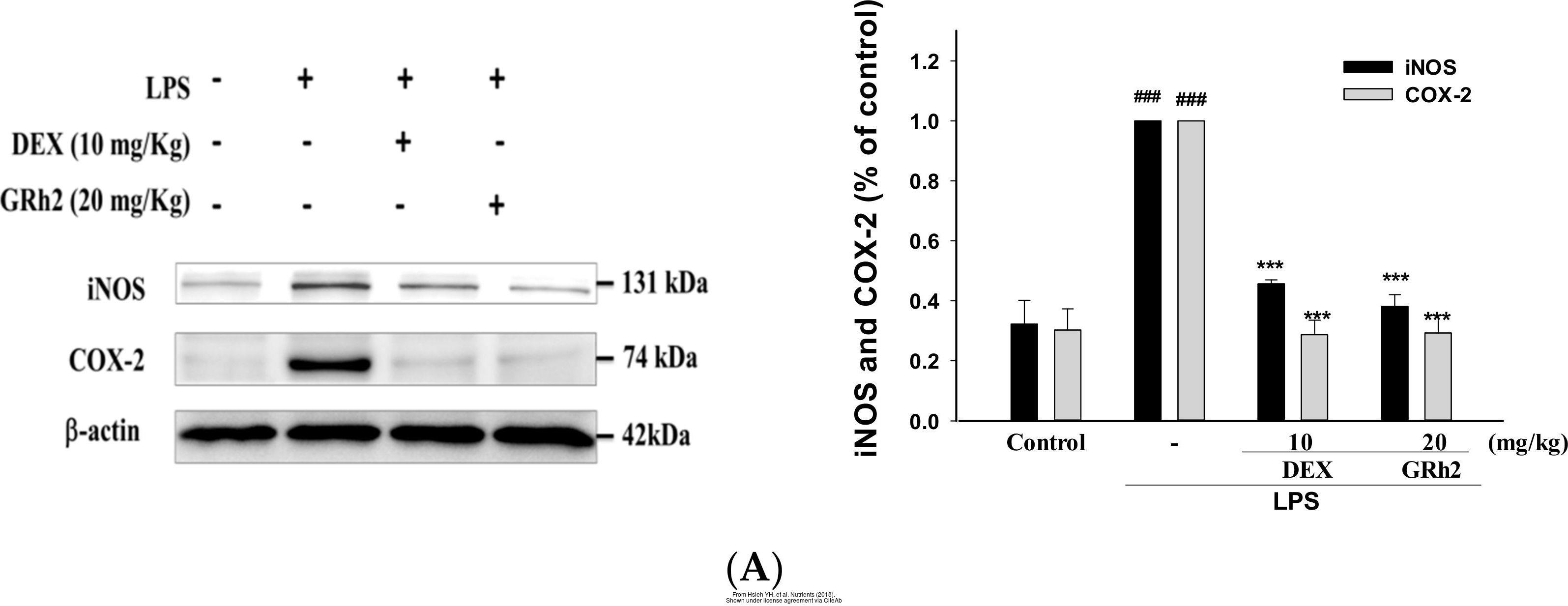 Anti-COX2 antibody (GTX60935) | GeneTex